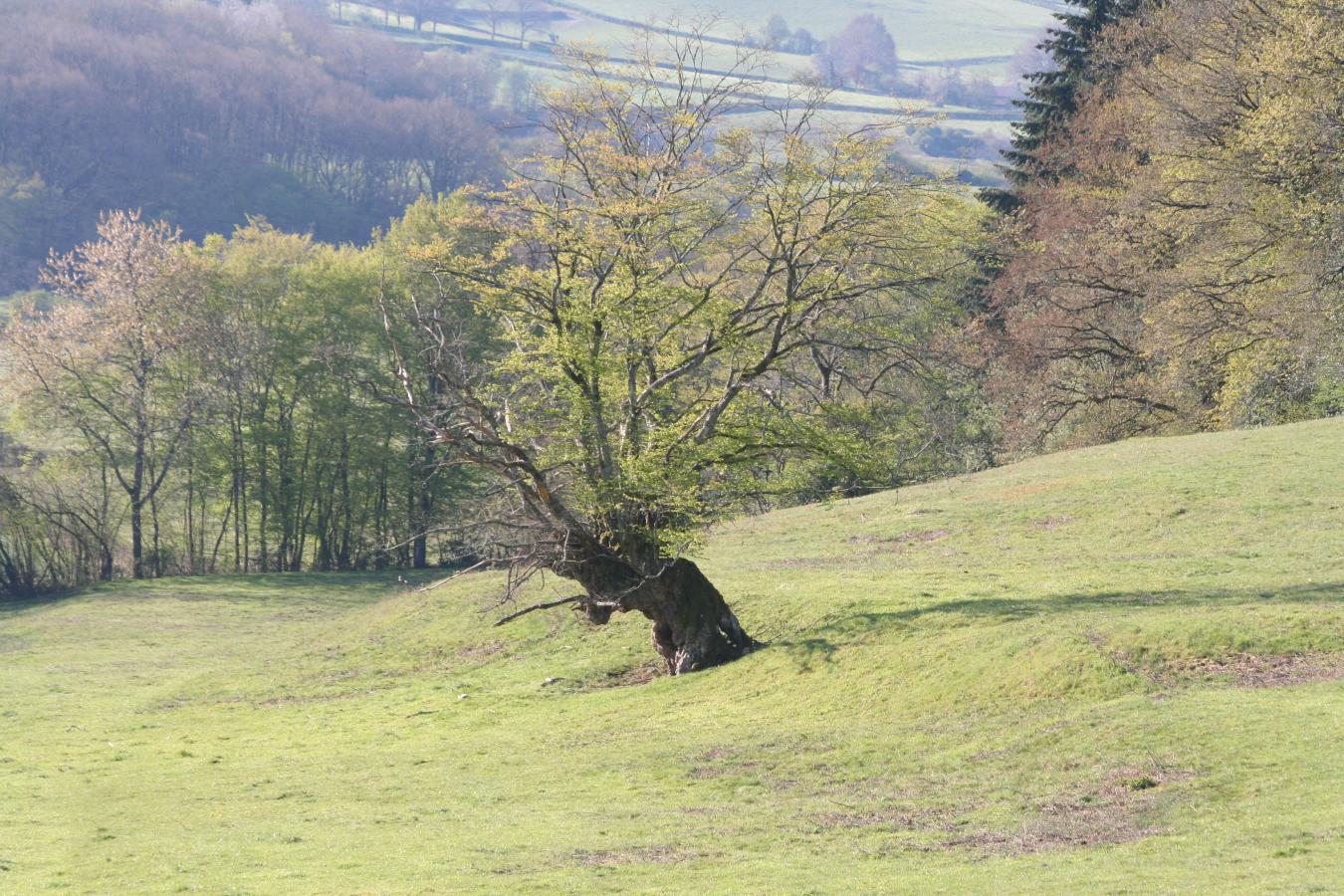 Semelay | Patrimoine du Morvan