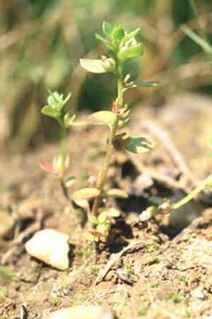 Centenille naine | Patrimoine du Morvan