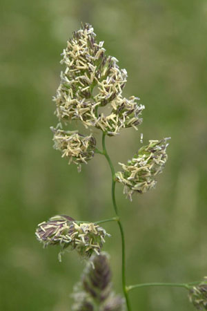 Dactyle aggloméré | Patrimoine du Morvan