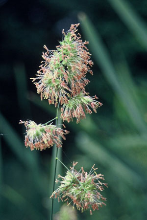 Dactyle aggloméré | Patrimoine du Morvan