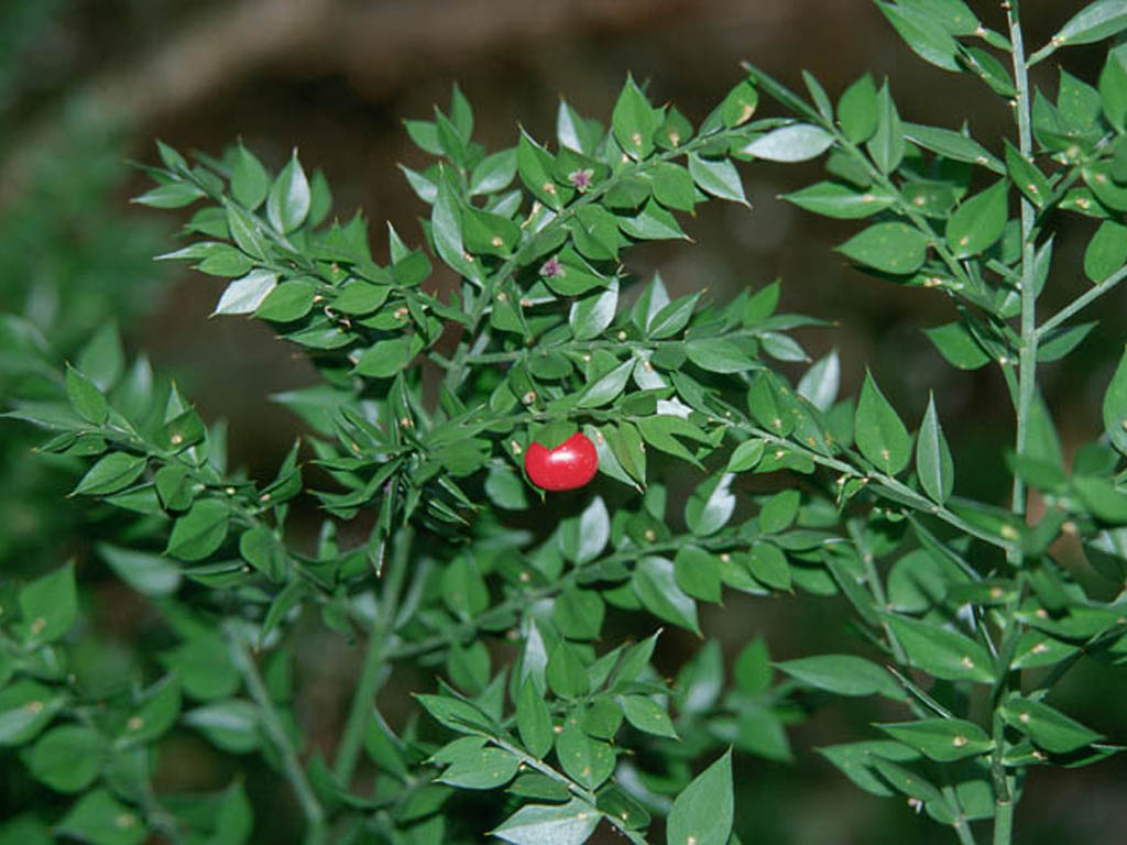 Fragon ; Petit houx | Patrimoine du Morvan