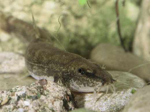 Loche franche | Patrimoine du Morvan