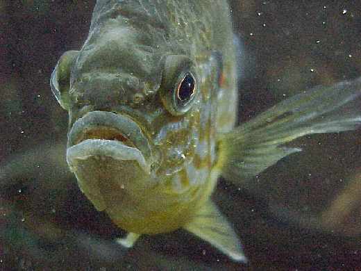 Perche soleil | Patrimoine du Morvan