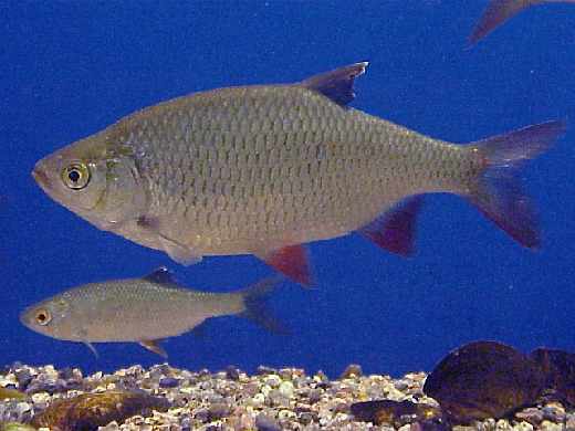 Rotengle | Patrimoine du Morvan