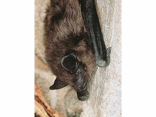 Sérotine commune | Patrimoine du Morvan