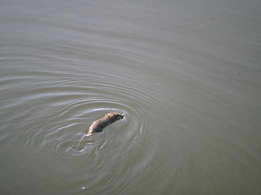 Surmulot | Patrimoine du Morvan