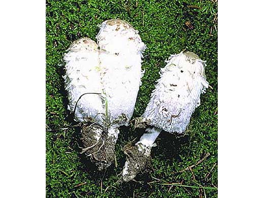 Coprin chevelu | Patrimoine du Morvan