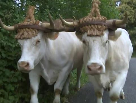 JOUG A BŒUF | Patrimoine du Morvan
