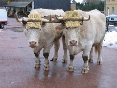 JOUG A BŒUF | Patrimoine du Morvan